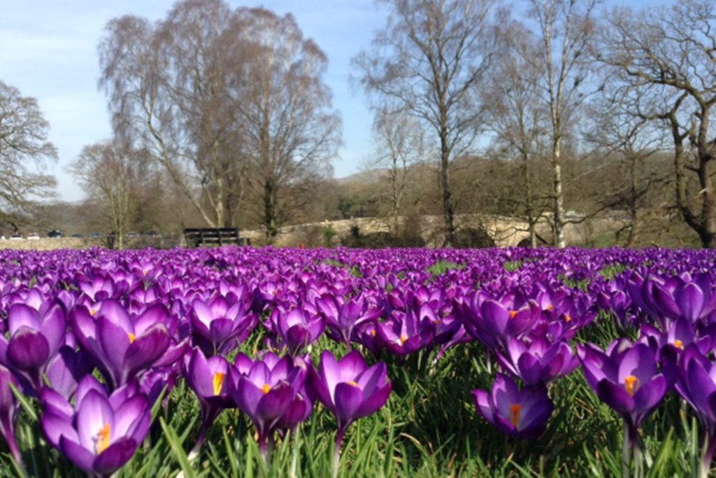 A purple spring for all